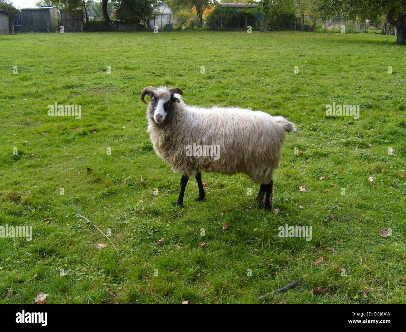 Stock photo of sheep hi-res stock photography and images - Alamy