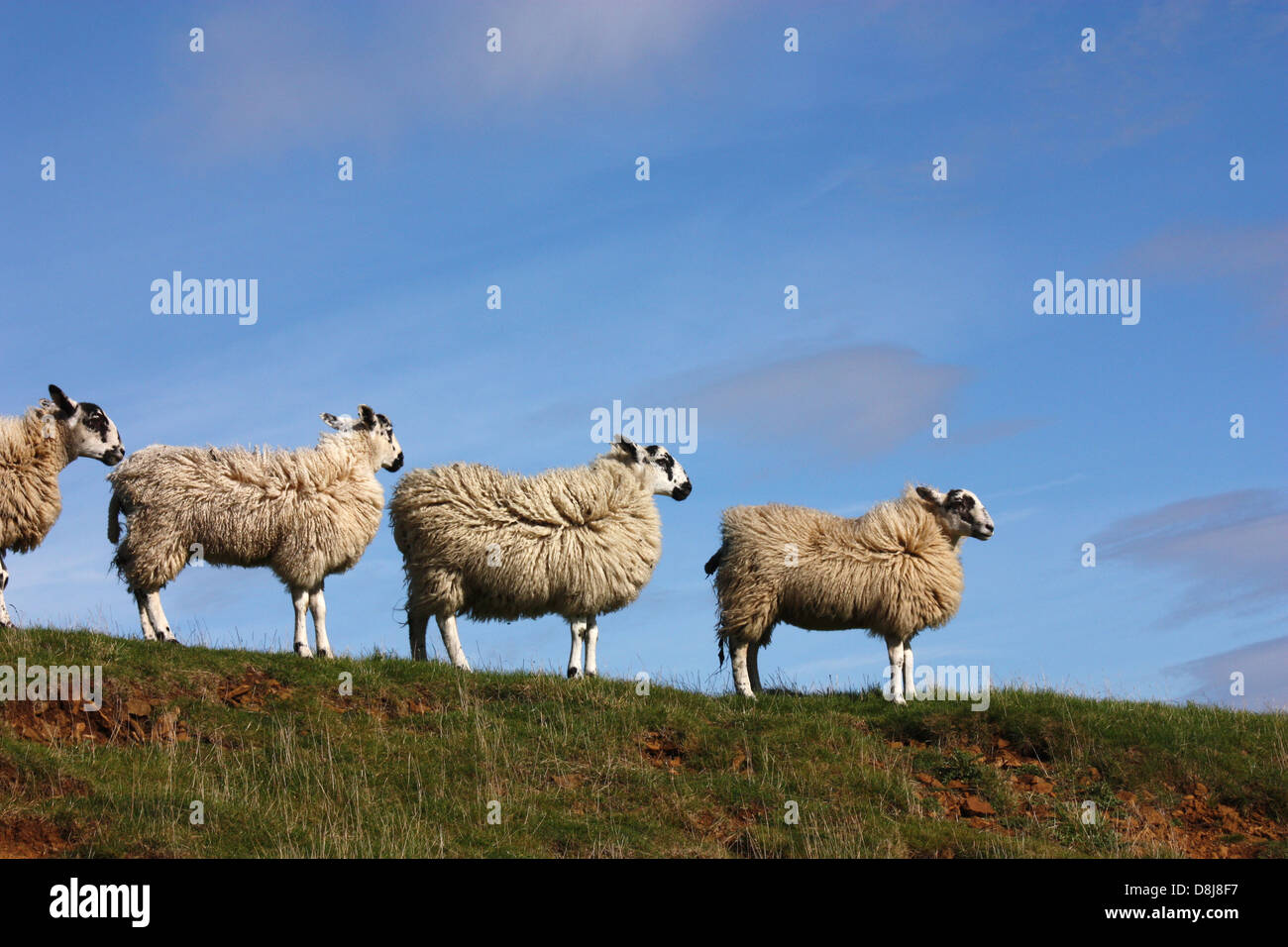 Sheep in a row blowing in the wind on the ridge of a hill Stock Photo ...