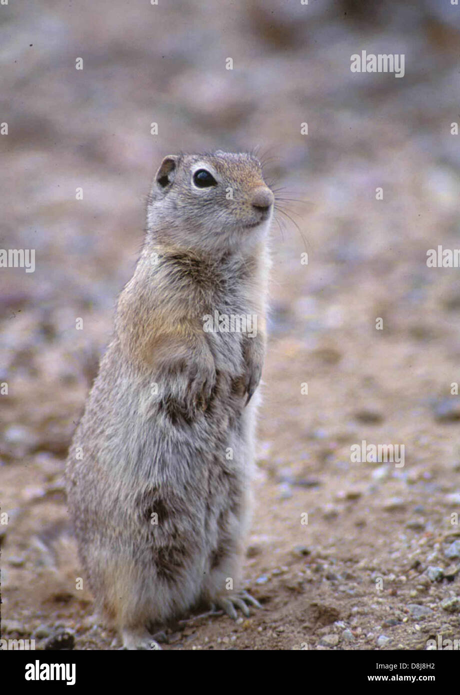 A ground squirrel, typically found in open grasslands and urban areas ...