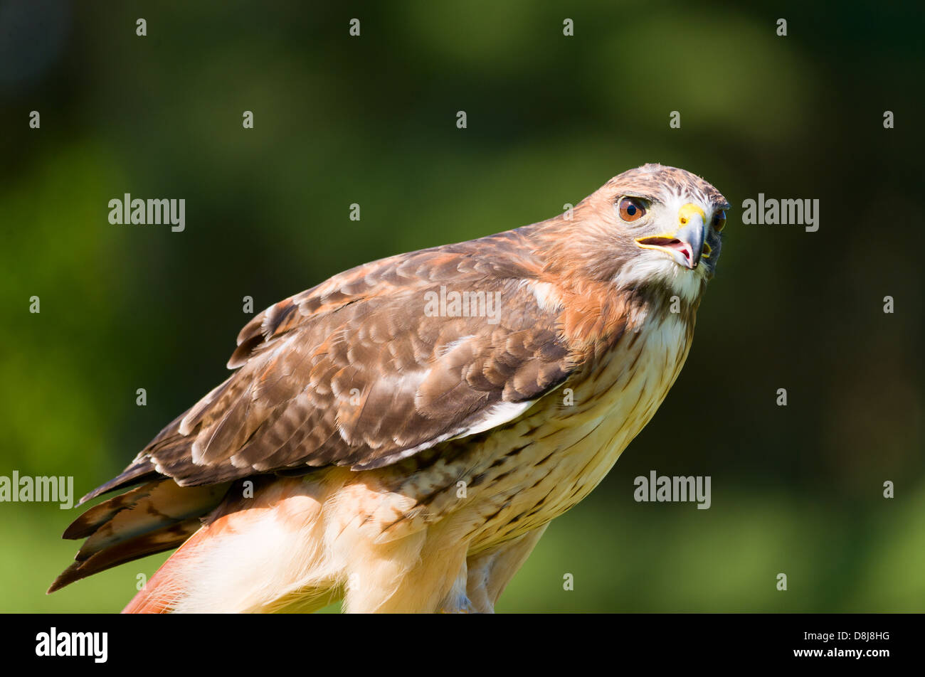 Hawk perch hi-res stock photography and images - Alamy