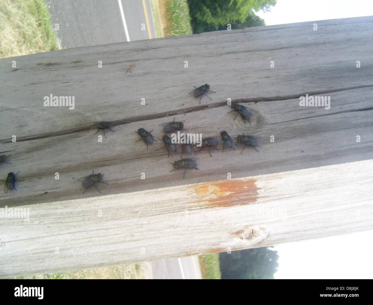 A group of blow flies is gathered on a sign post. These flies are often ...