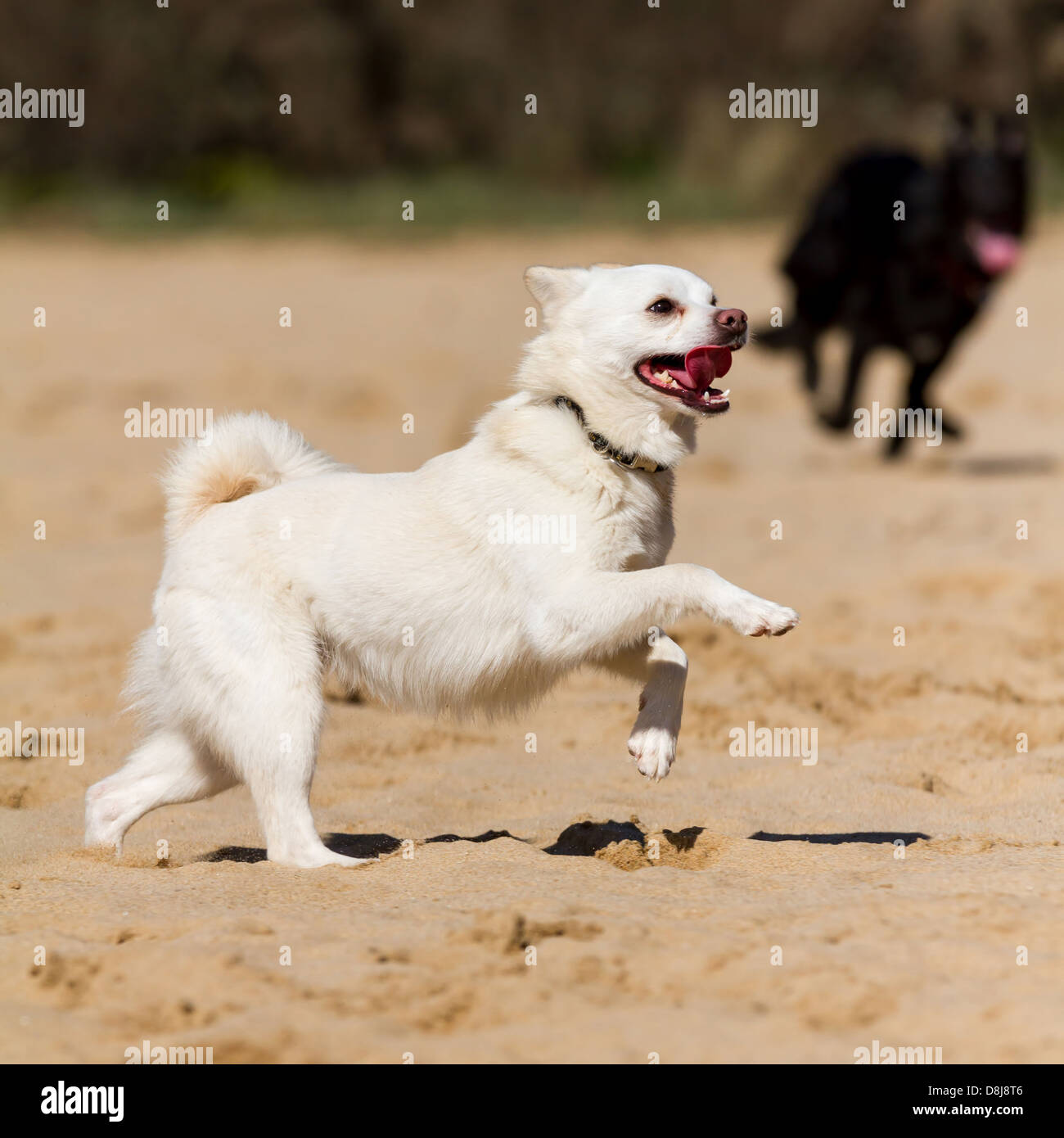 Dog playing in the sand Stock Photo - Alamy