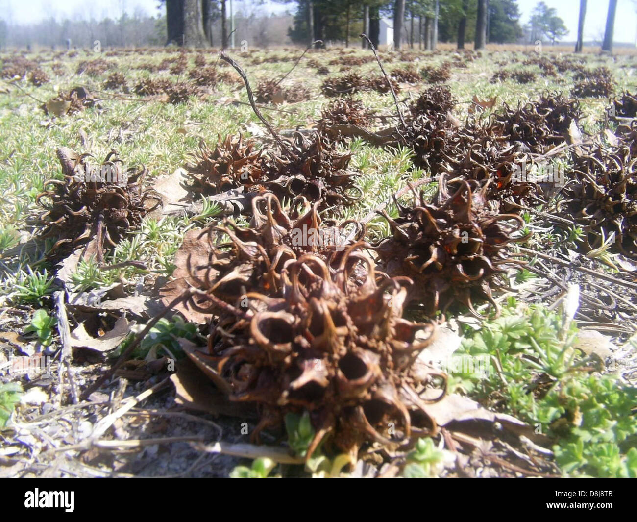 A close-up of a gum tree seed, the starting point of growth for this ...