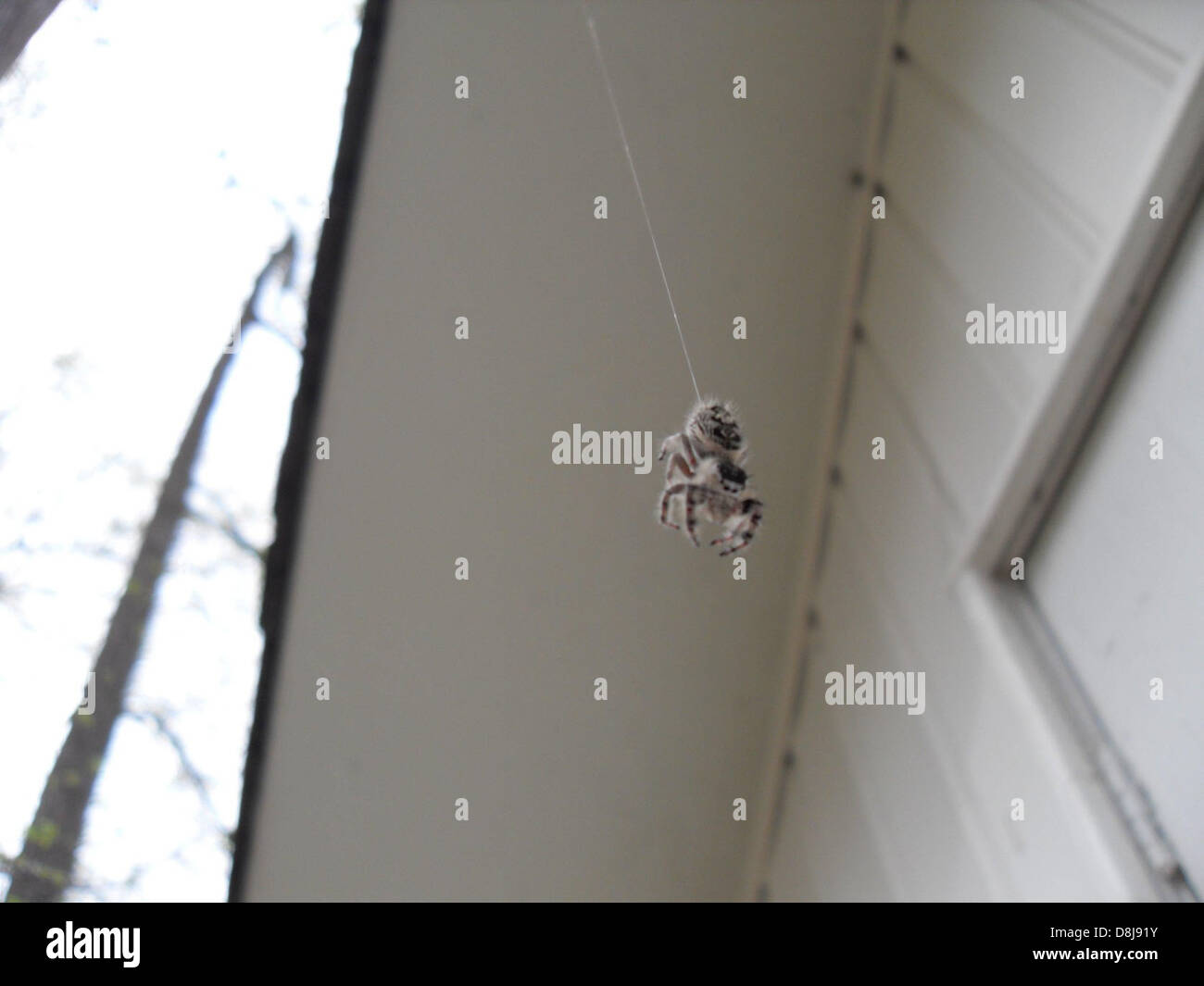 A close-up of a spider hanging from a wall, showcasing its delicate web ...