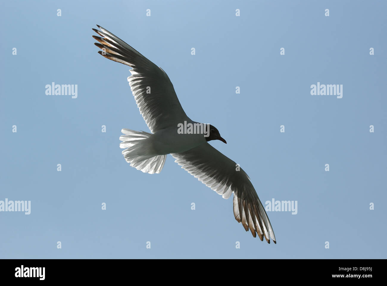 Gull in Flight Stock Photo - Alamy