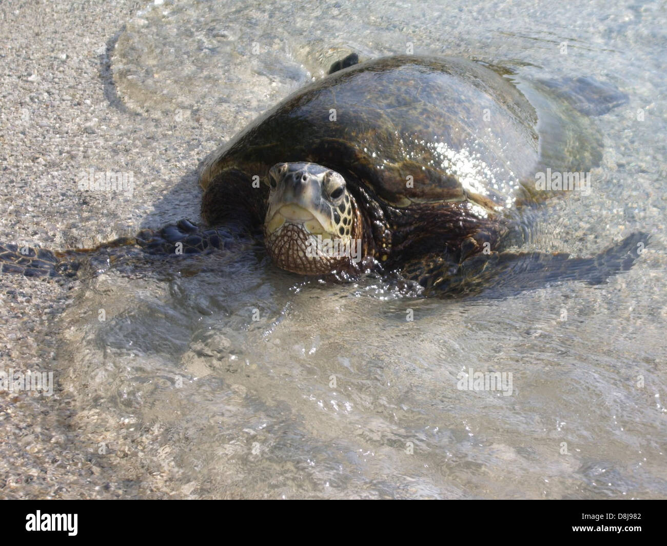 Hawaiian green sea turtle Stock Photo - Alamy