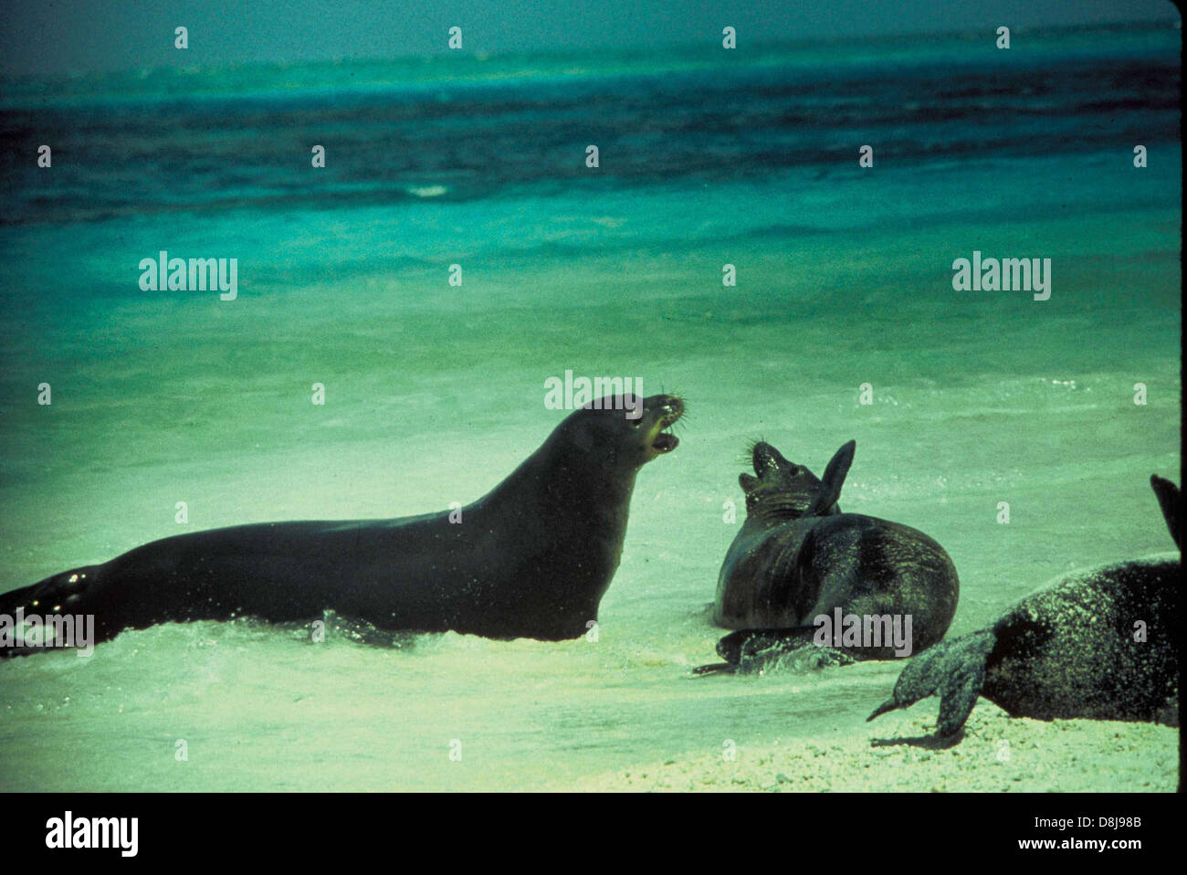 Hawaiian monk seals in water Stock Photo - Alamy