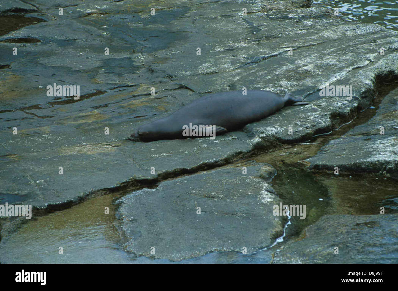 A Hawaiian monk seal (Monachus schauinslandi), a critically endangered ...