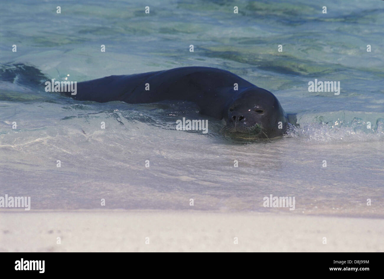 A Hawaiian monk seal swimming and playing in the water. This endangered ...