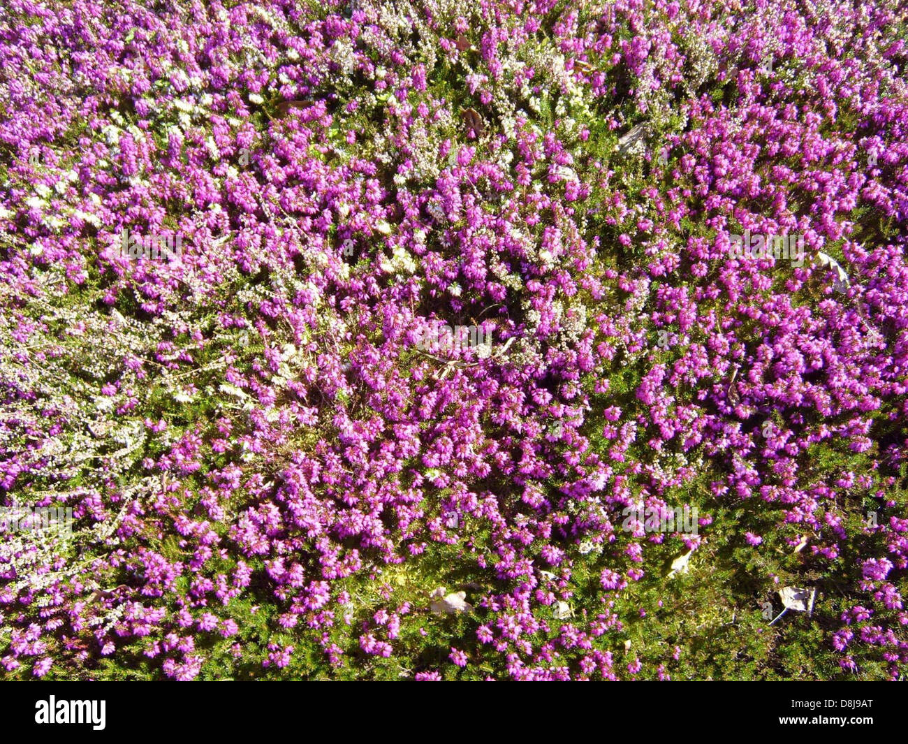 A ground covered with heather plants is shown in the image. The heather ...
