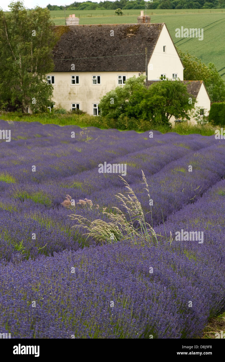 Portrait image showing a field of Lavender with a farmhouse beyond ...