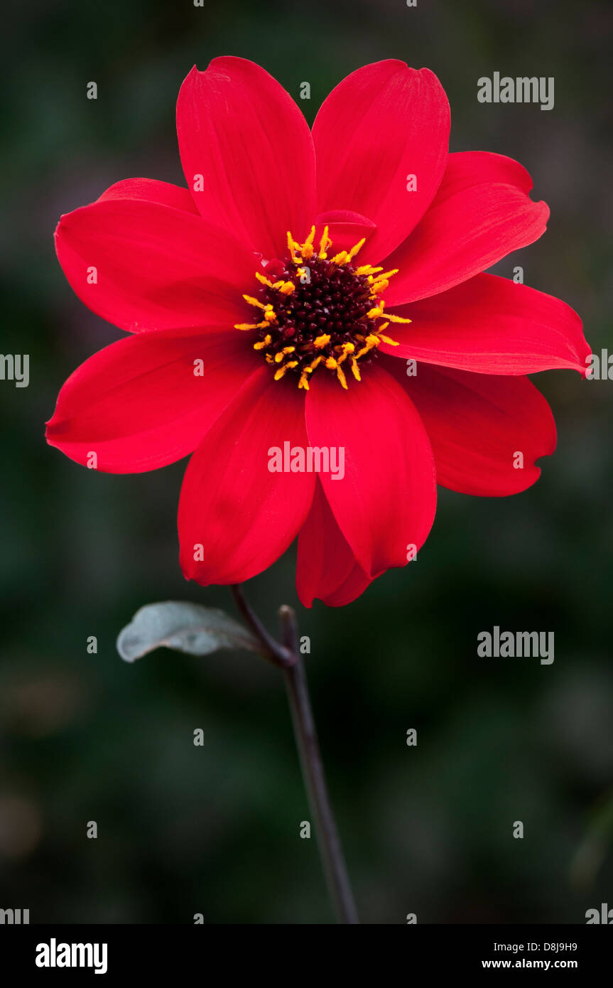 Portrait image of a single red Dahlia flower isolated against a dark ...
