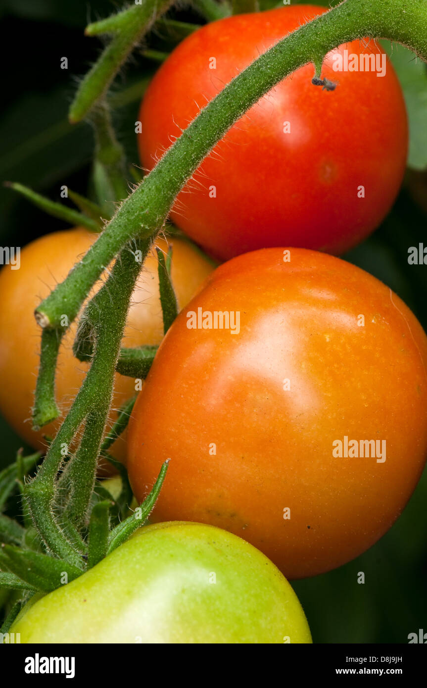 Stages of ripening of tomatoes hi-res stock photography and images - Alamy