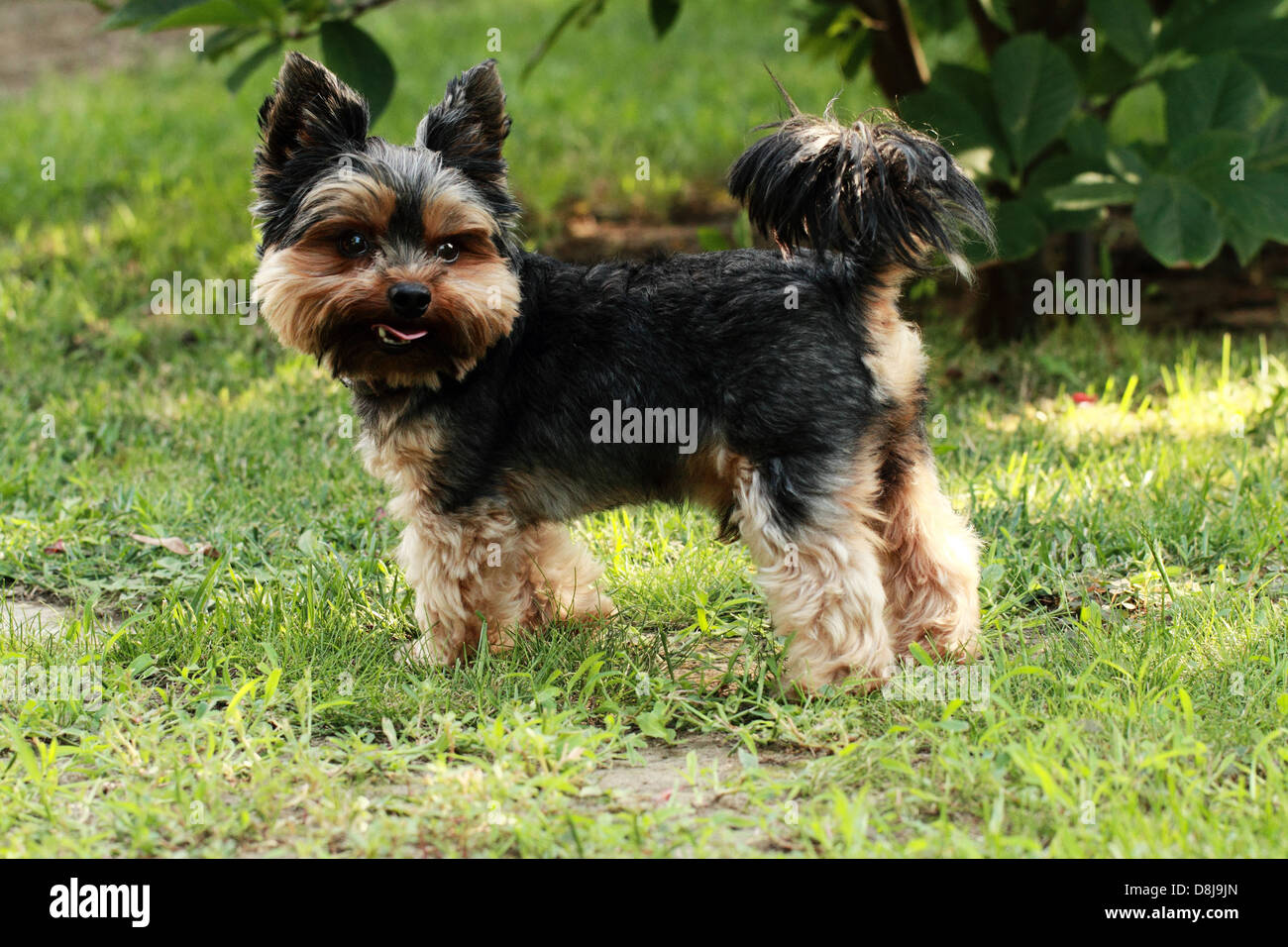 Yorkshire terrier outside on walk Stock Photo - Alamy