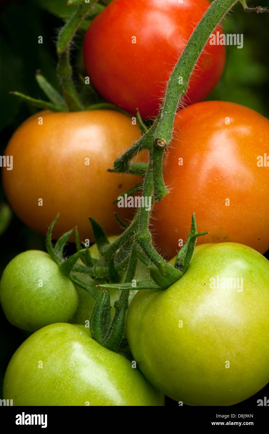 Close up image of a Tomato plant showing several different colors of ...