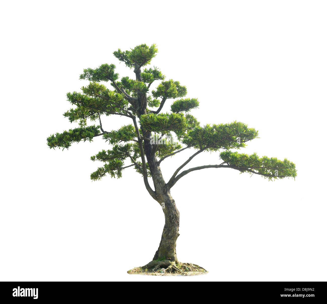Green trees isolated on white Stock Photo - Alamy