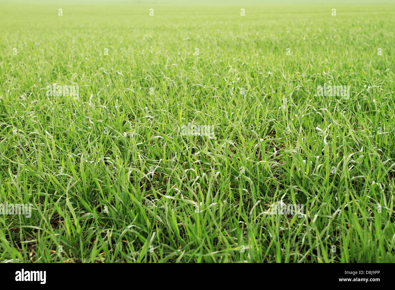 Field of green wheat grass background Stock Photo - Alamy
