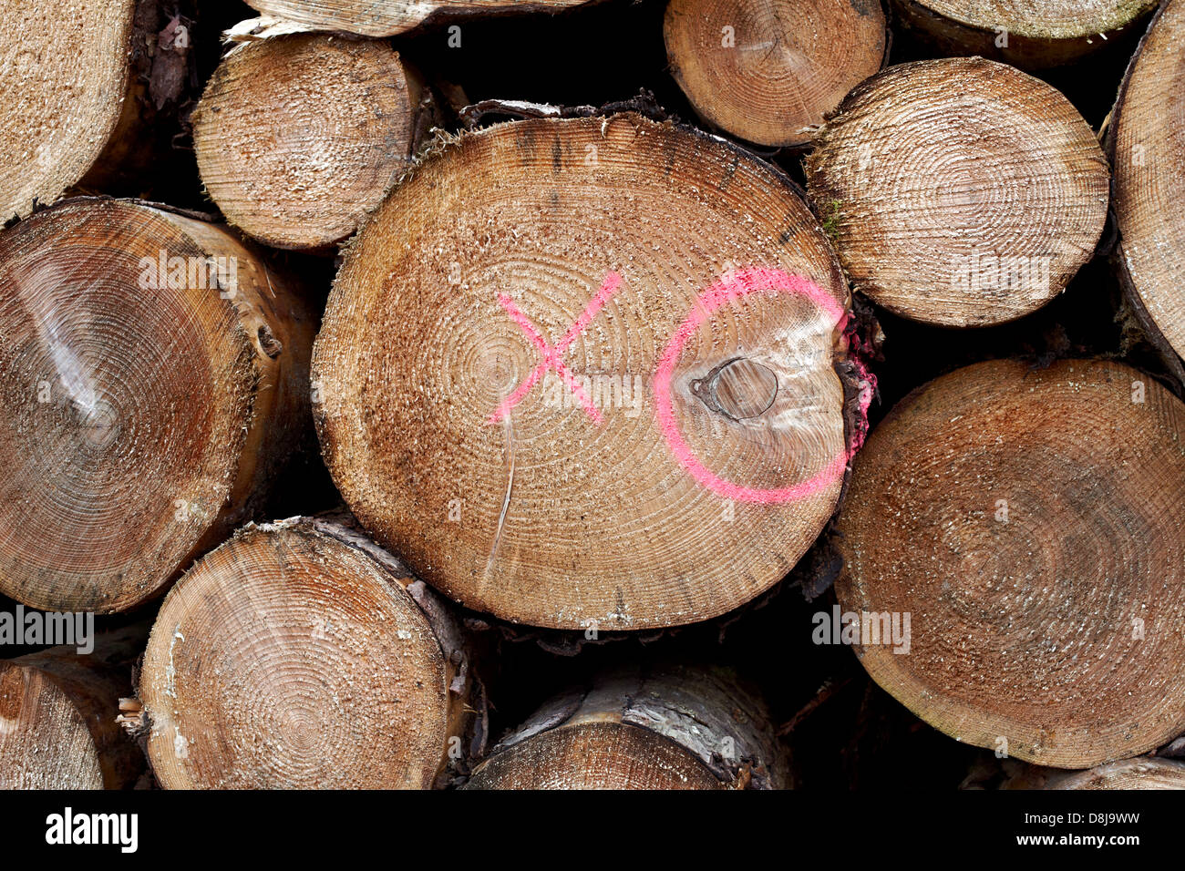 Forestry at Polloch and Loch Shiel Stock Photo - Alamy