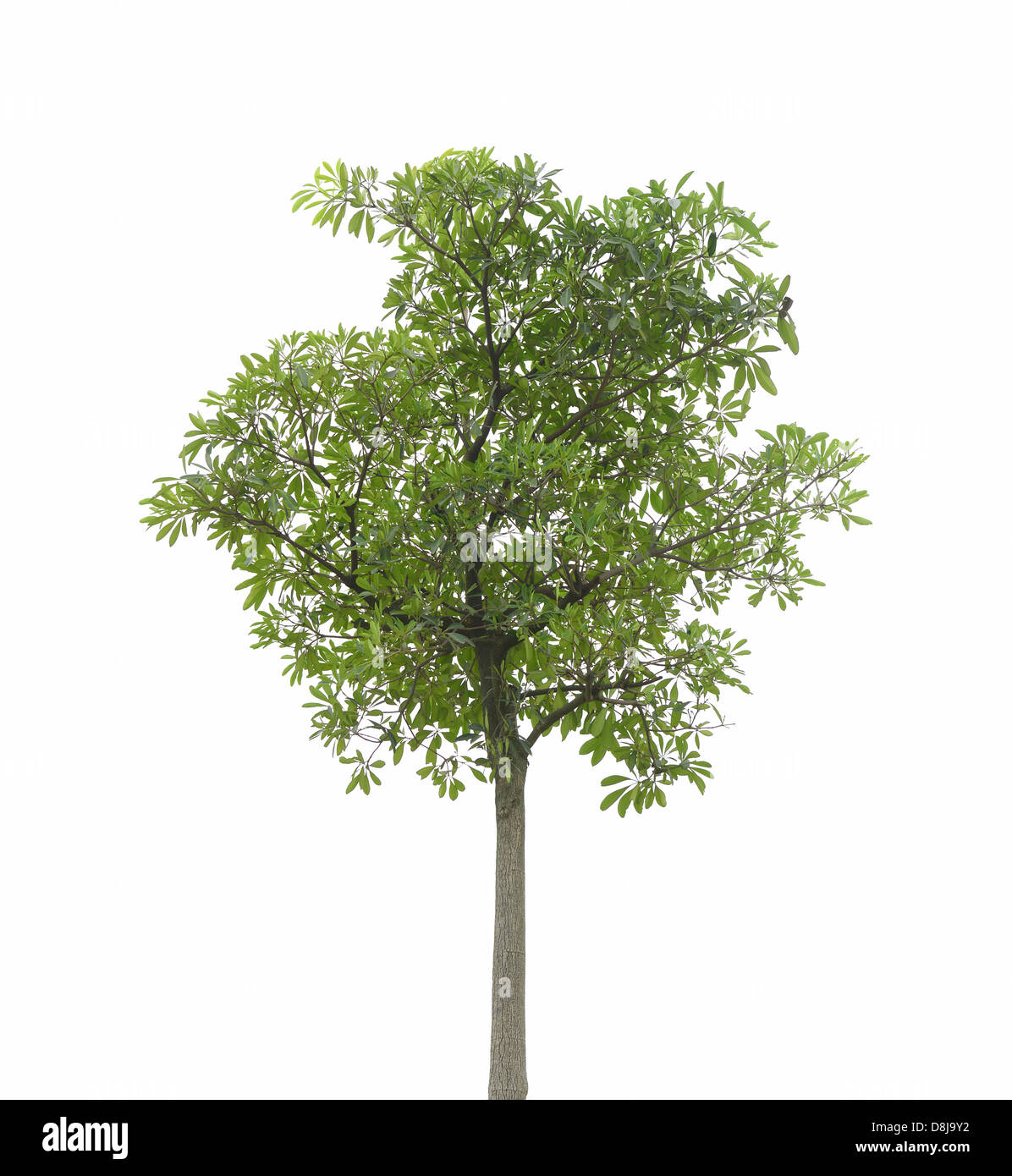 Green trees isolated on white Stock Photo - Alamy