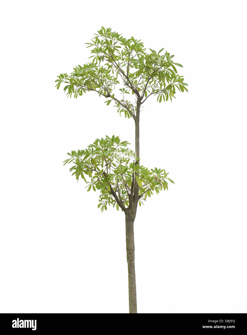 Green trees isolated on white Stock Photo - Alamy