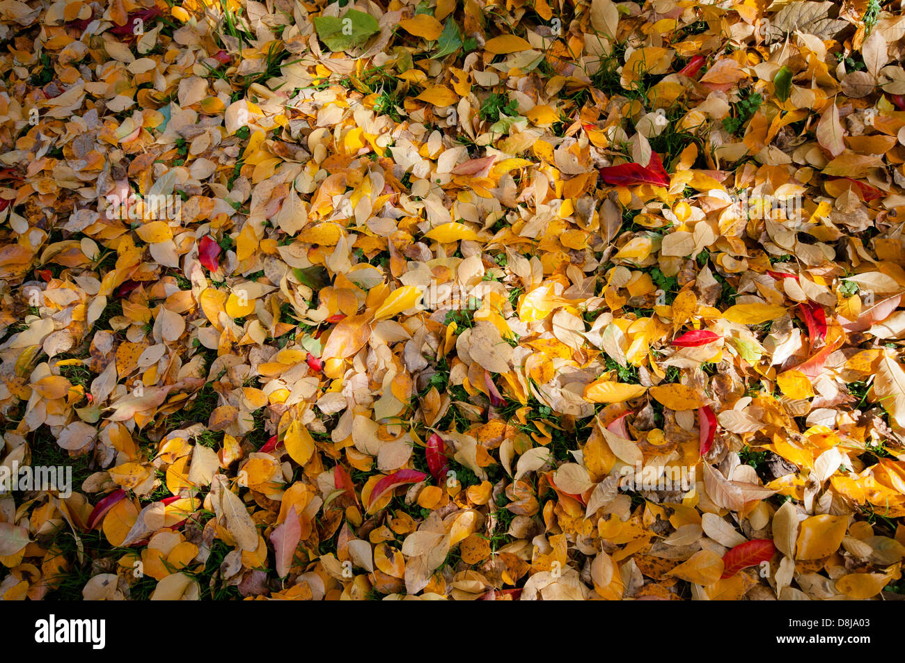 Litter hi-res stock photography and images - Alamy