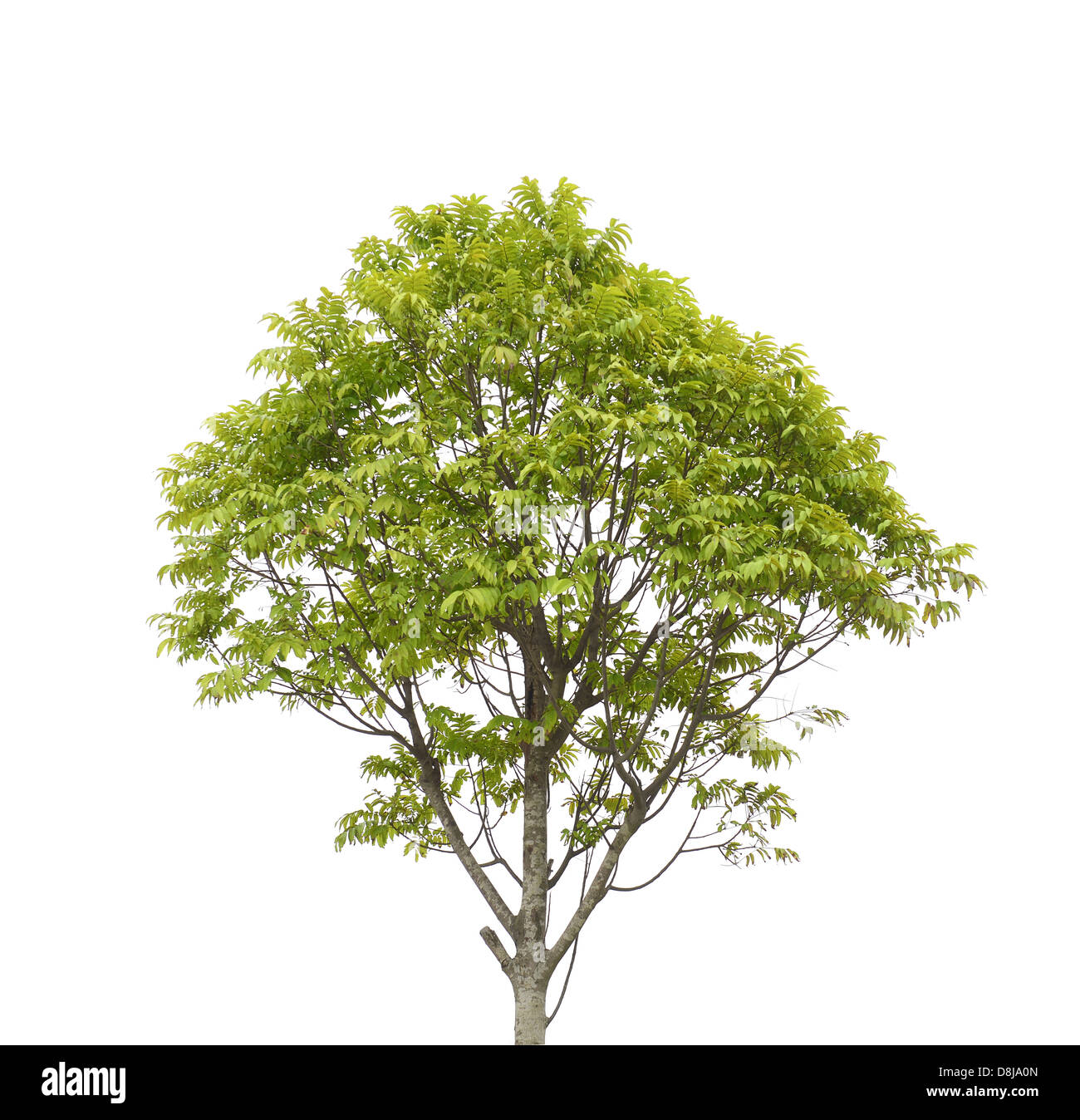 Green trees isolated on white Stock Photo - Alamy