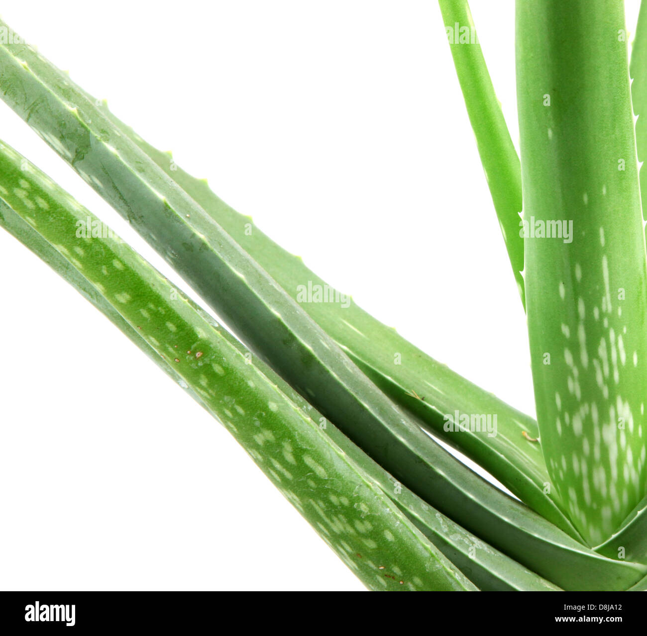 Aloe vera plant isolated on white Stock Photo - Alamy