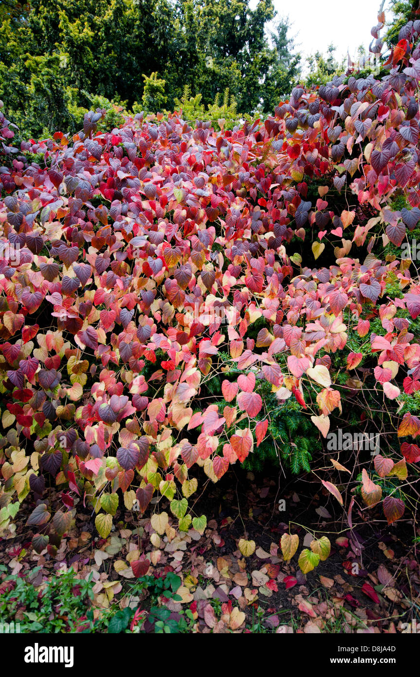 Disanthus cercidifolius hi-res stock photography and images - Alamy