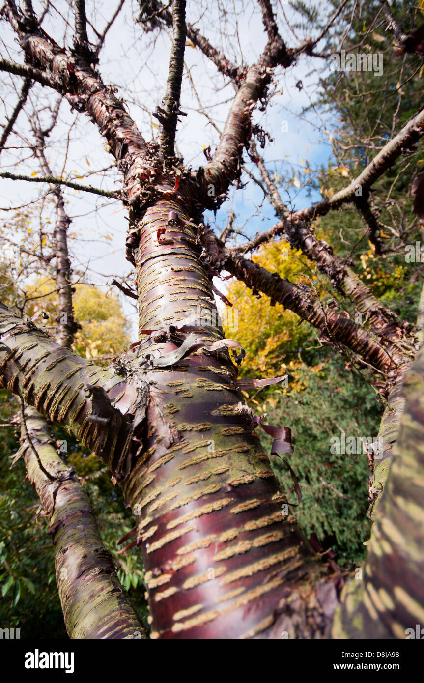 Prunus rufa himalayan cherry tree hi-res stock photography and images ...