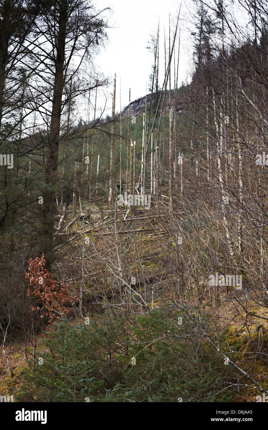Forestry at Polloch and Loch Shiel Stock Photo - Alamy