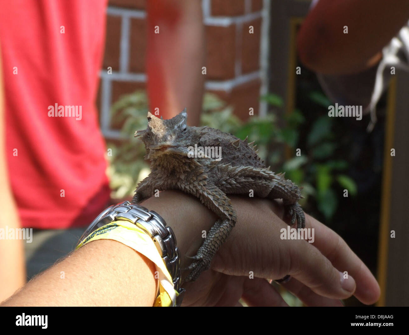 A horned lizard, known for its distinctive spiny body and horn-like ...