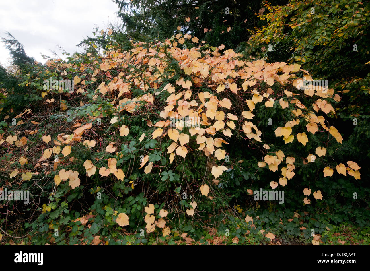 Disanthus cercidifolius Autumn Colour Stock Photo - Alamy