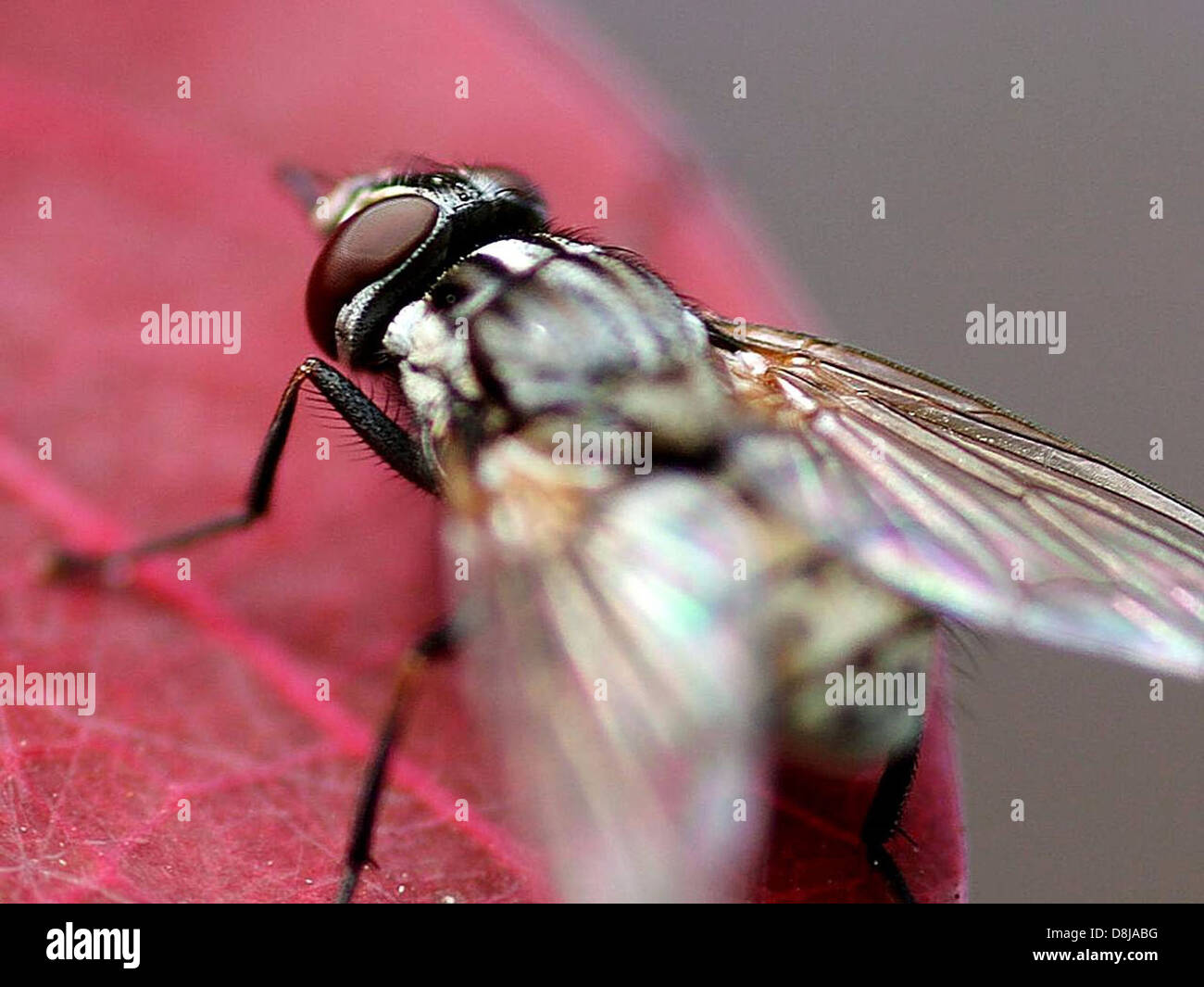 This image captures houseflies, showcasing their wings, eyes, and small ...