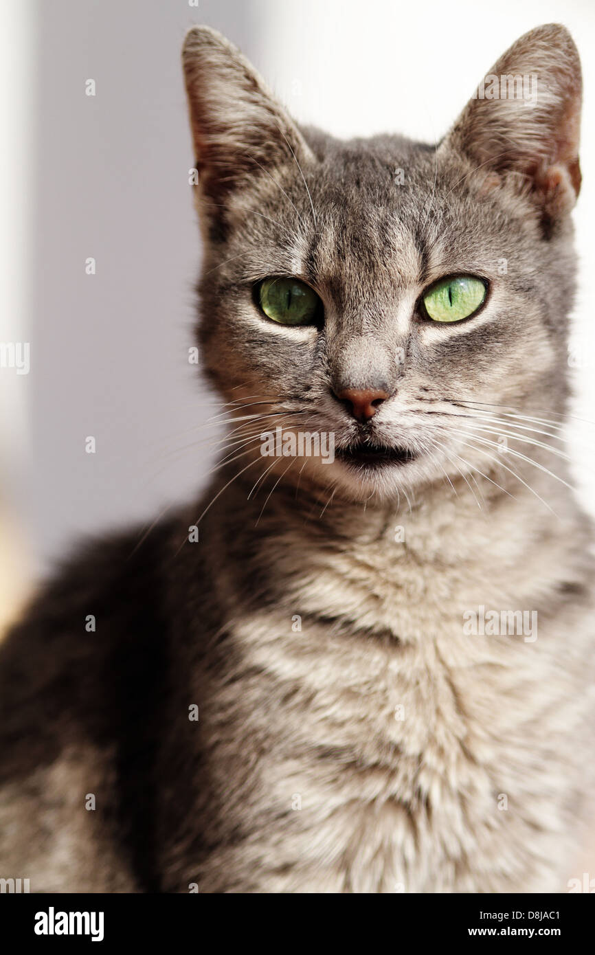 Portrait of a cat at home Stock Photo - Alamy