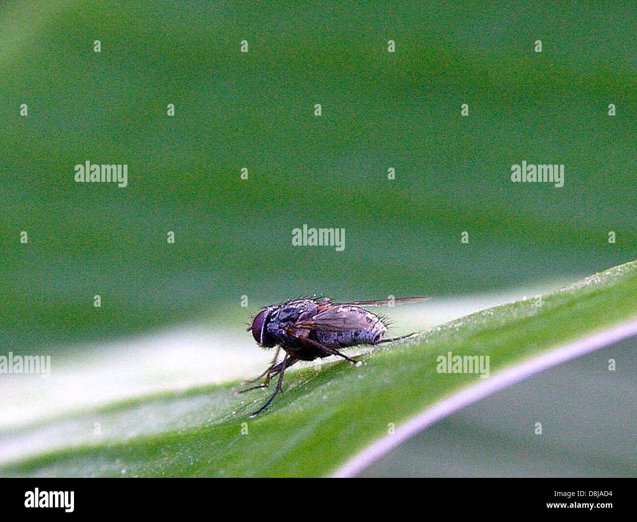 A house fly rests on a banana leaf, showing the fly’s characteristic ...