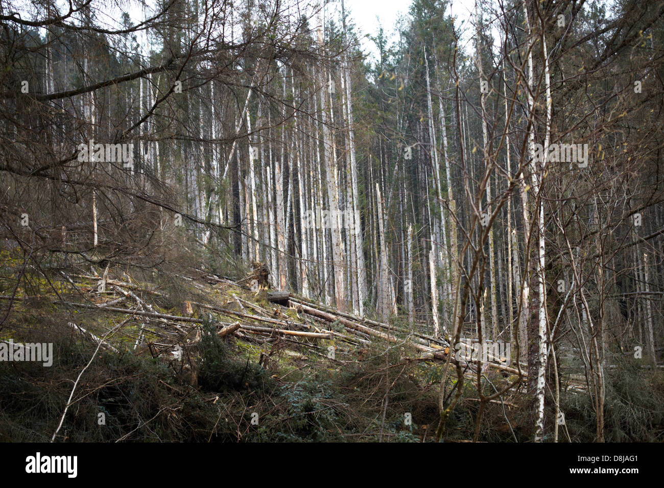 Polloch hi-res stock photography and images - Alamy