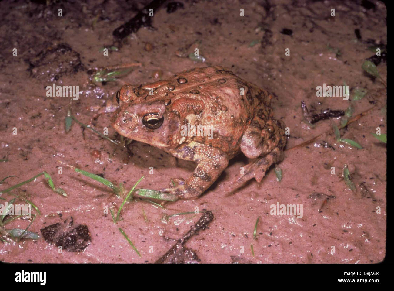 Houston toad (1 Stock Photo - Alamy
