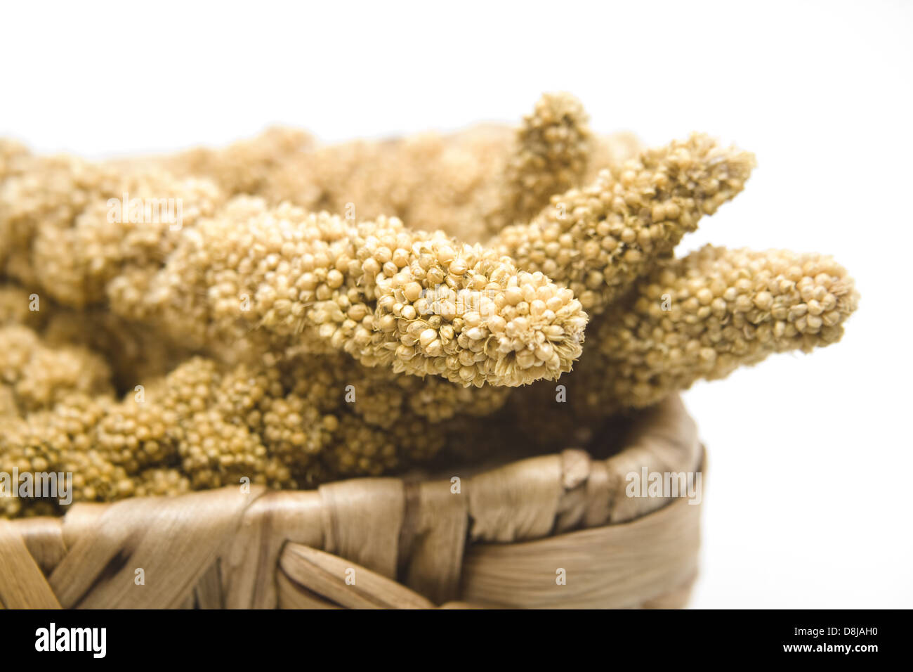 Birdseed millet hi-res stock photography and images - Alamy