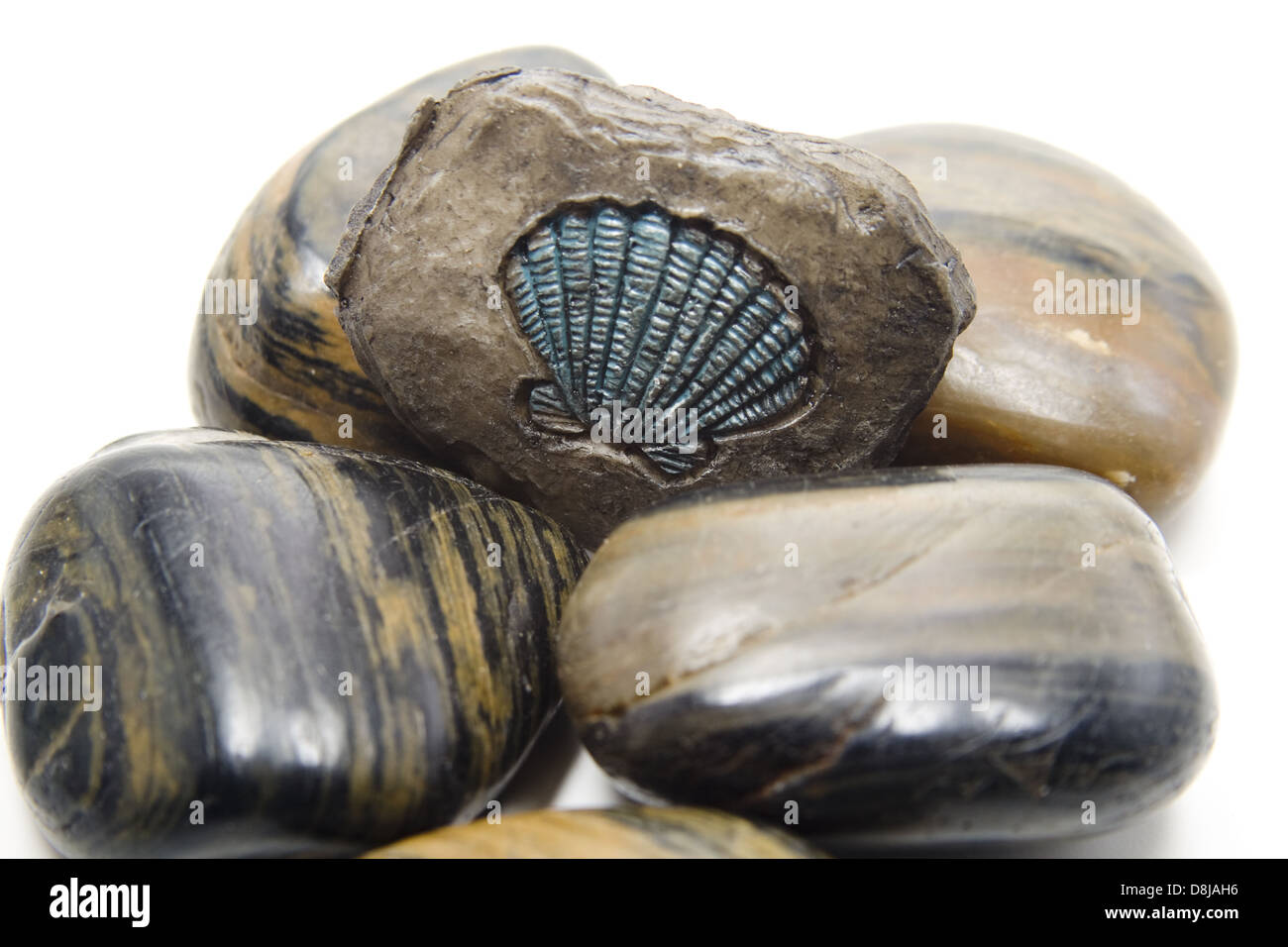Stone with mussel Stock Photo - Alamy