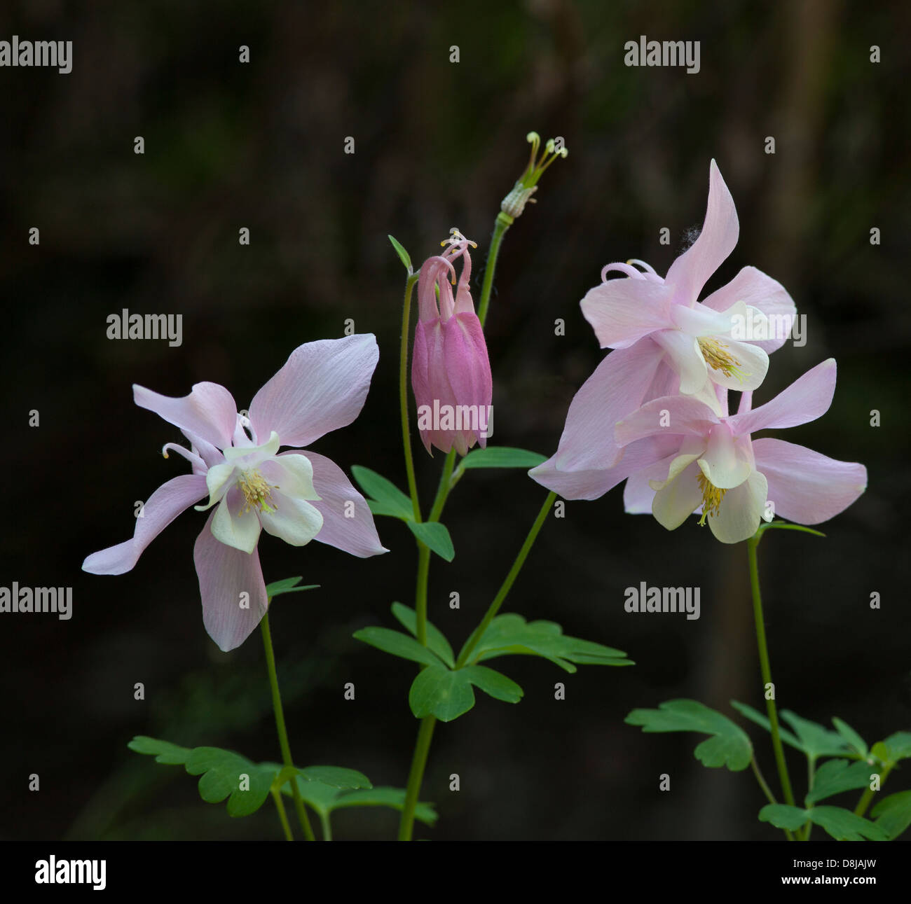 Pink Aquilegia flowers in garden Stock Photo - Alamy