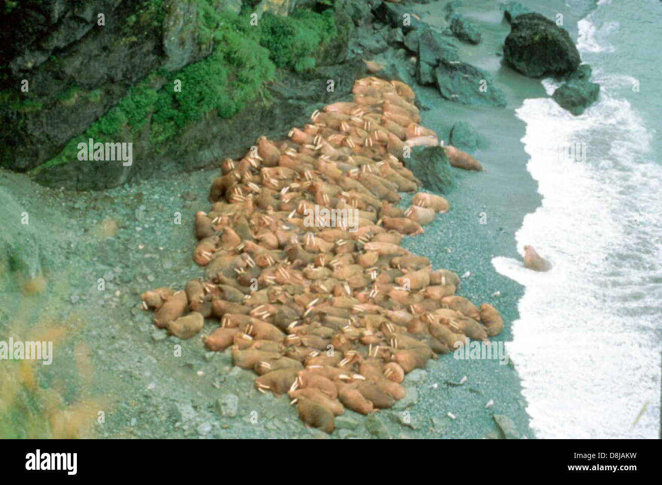 A large group of walruses resting on a beach, closely packed together ...