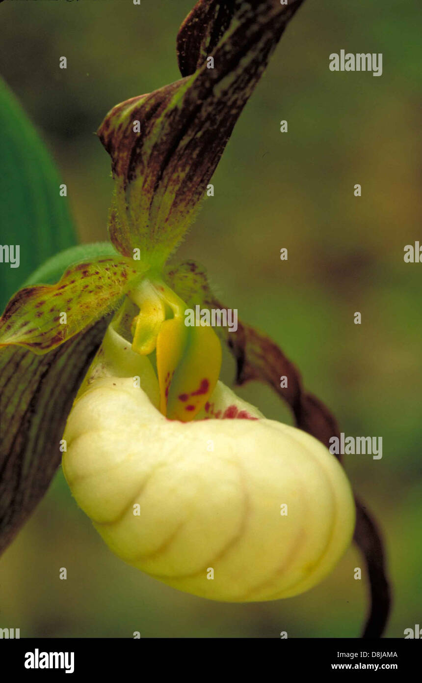 A hybrid flower resulting from the cross between the prairie lady ...