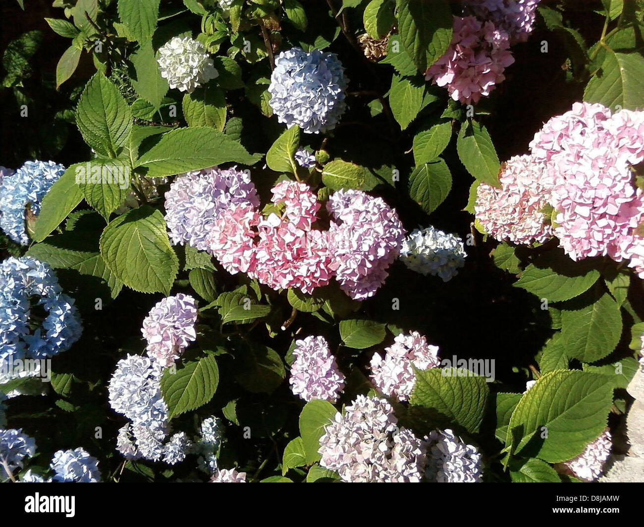 This image shows a cluster of blooming hydrangeas in a park setting ...