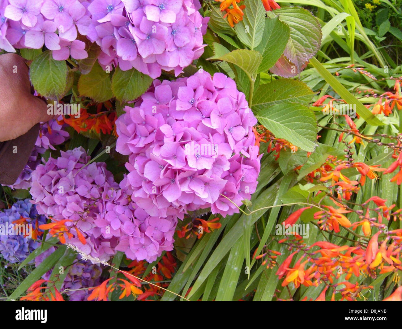 A close-up of hydrangea macrophylla, commonly known as mophead ...