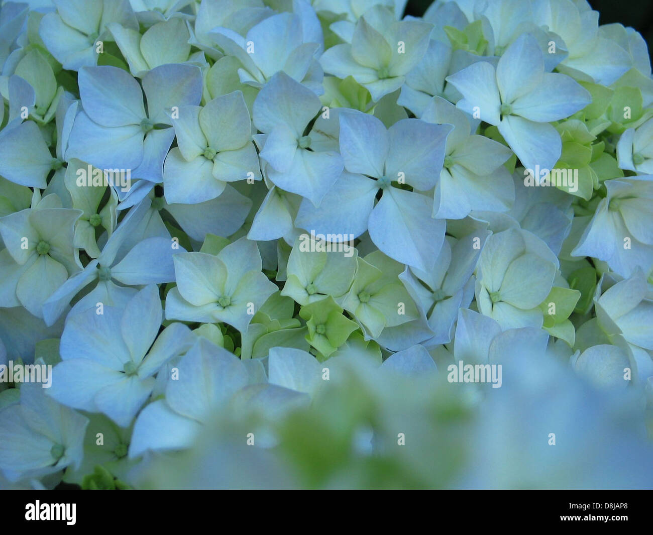 Hydrangea flower macro Stock Photo - Alamy