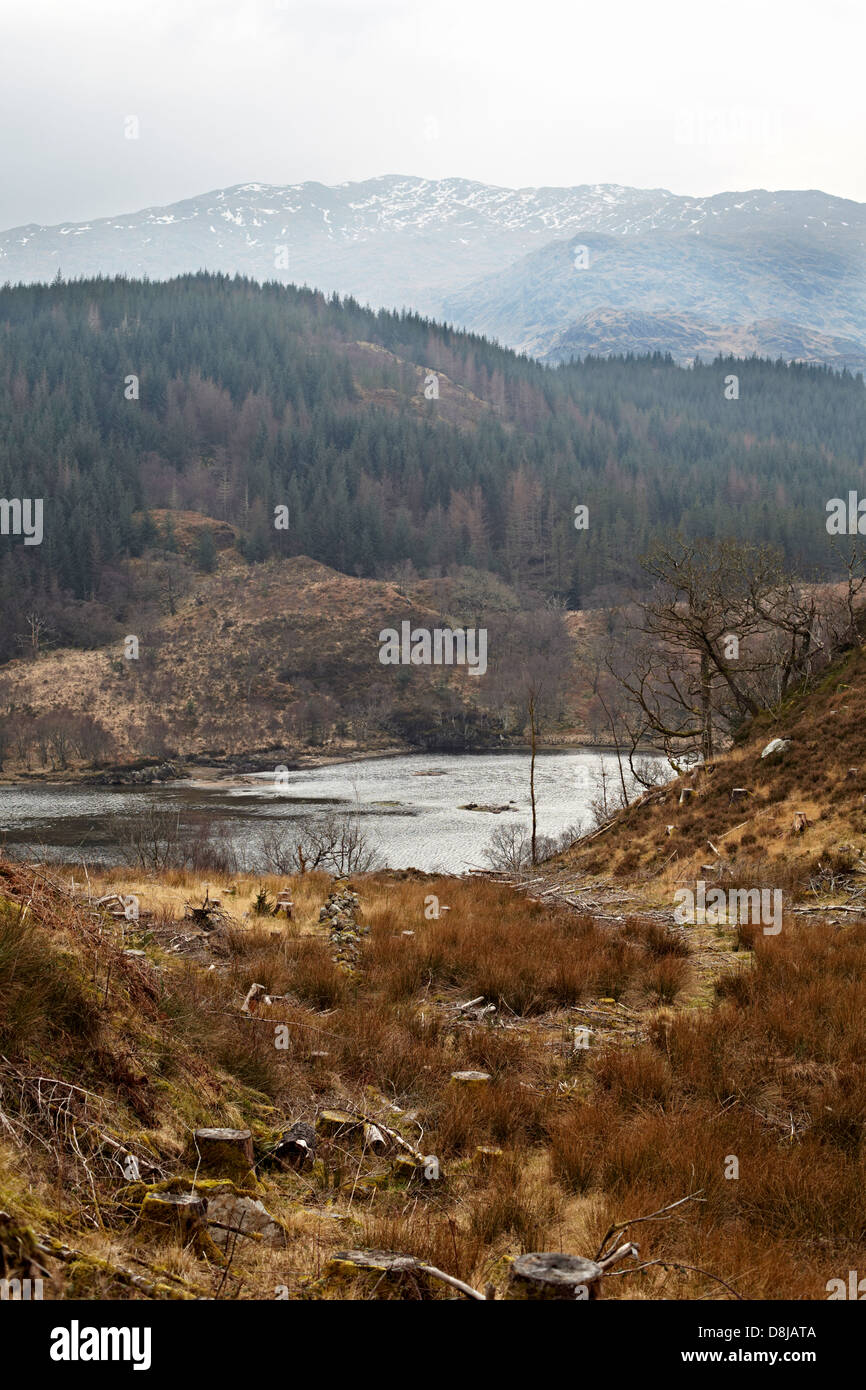 Forestry at Polloch and Loch Shiel Stock Photo - Alamy