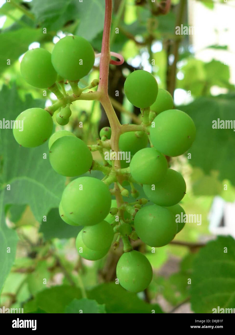 This image features immature grapes, showing their small, green, unripe ...
