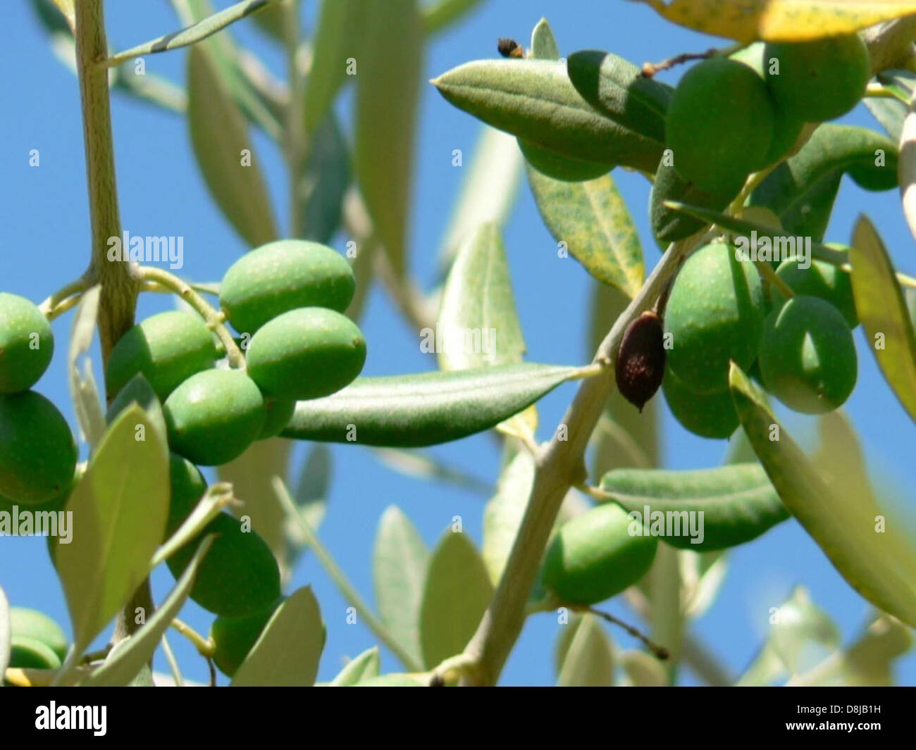 Indicating early growth stages hi-res stock photography and images - Alamy