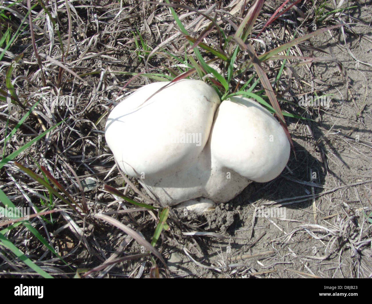 Immature white puffball mushroom growing in grass lycopedron Stock ...