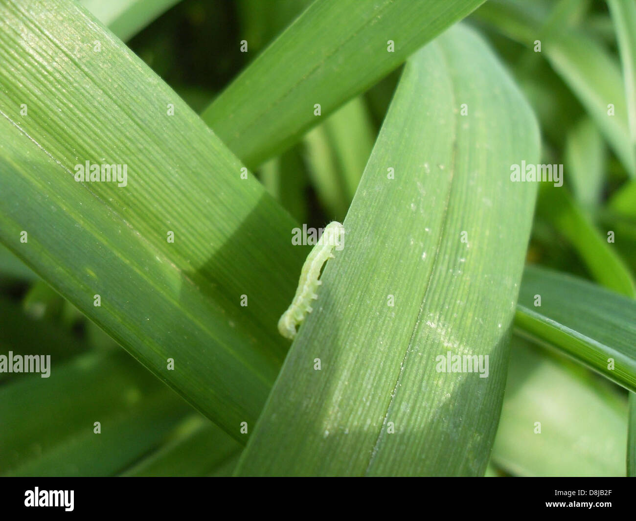 Inch worm on tiger lily leaves Stock Photo - Alamy
